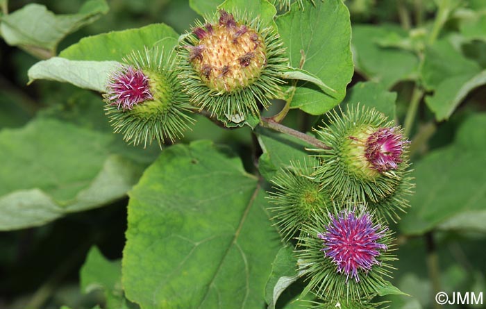 Arctium lappa = Lappa major= Arctium majus